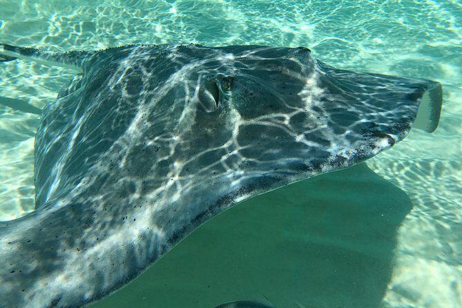 Private Half Day Stingray City, Snorkeling and Starfish Beach Tour - The Sum Up: Who Will Love This Tour?