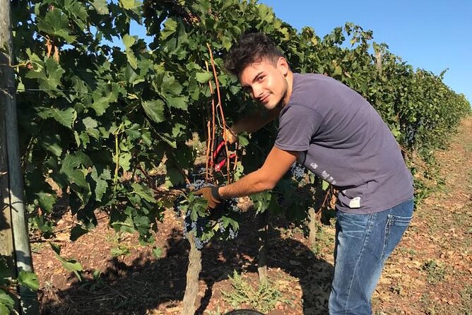 PRIVATE Half-Day Tour: Chianti Classico Wine Experience. - The Sum Up