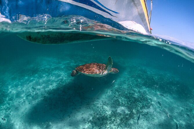 Private Half Day Tour in Cenote Cave and Swimming with Turtles - A Deep Dive into the Experience