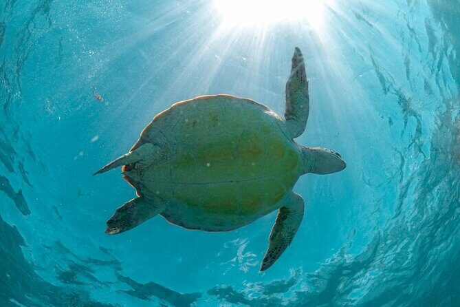 Private Half Day Tour in Cenote Cave and Swimming with Turtles - FAQ