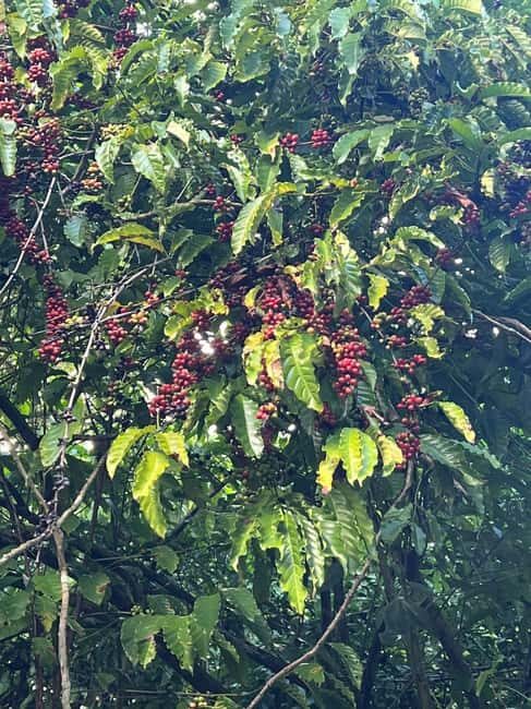 Private Half Day Tour in Punta Cana-Higüey with Local Guide - Final Thoughts