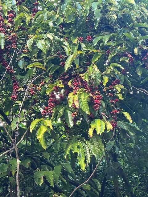 Private Half Day Tour in Punta Cana-Higüey with Local Guide - FAQ