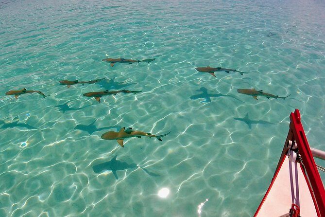 PRIVATE Half Day Tour : Moorea Snorkeling & Sailing on a Catamaran named Taboo - Why the Crew Makes a Difference