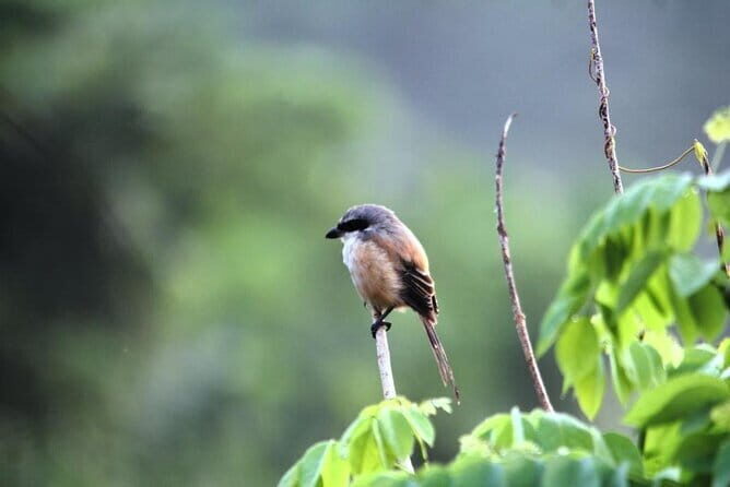 Private Half-Day Tour of Butterfly Sanctuary with Goan Meal - Key Points
