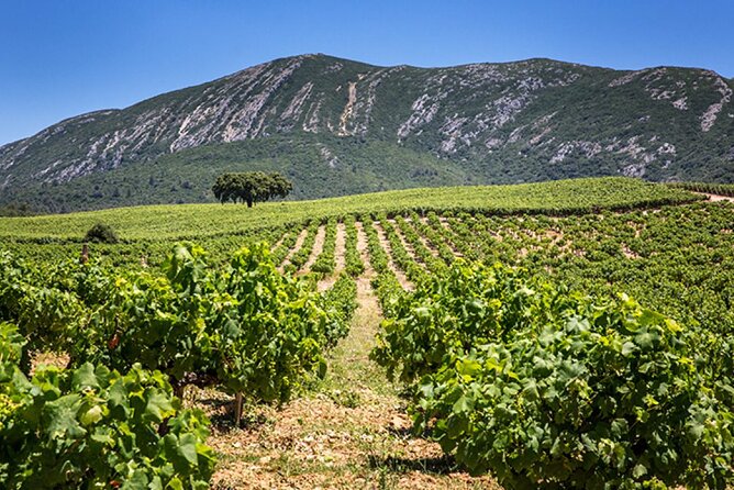 Private half-day tour of Sesimbra and Arrábida - Final Thoughts