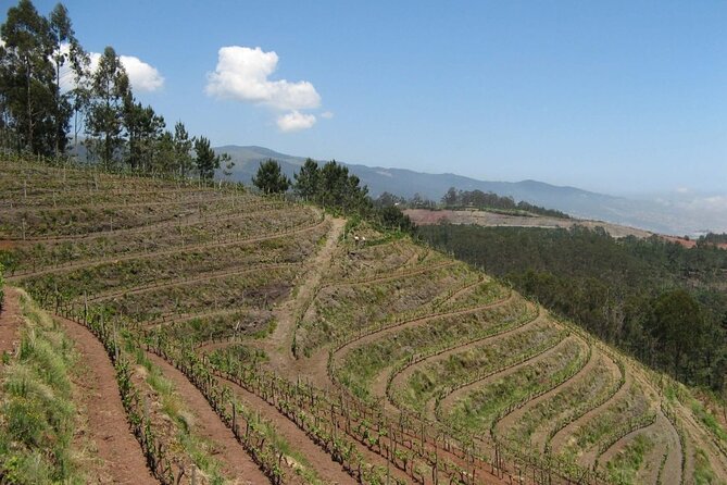 Private Half-Day Tour of Wine Fields in Portugal - Analyzing the Value