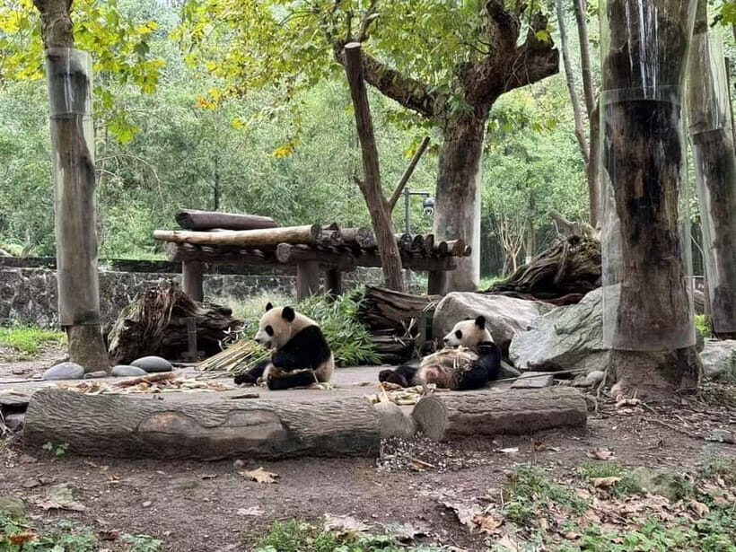 Private Half-Day Tour to Chengdu Panda Base - The Sum Up