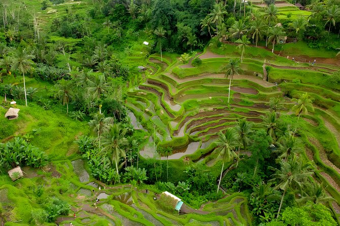 Private Half Day-Tour: Ubud Art Village Trip - An Honest Breakdown of the Ubud Art Village Tour