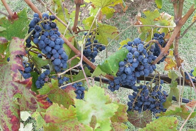 Private Half Day Tour: Visit Siena & Chianti Classic tour with Wine Experience - Final Thoughts: Is This Tour Right for You?
