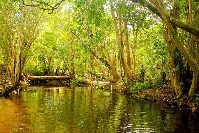 Private Half Day Tour: World Heritage Rainforest & Waterfall - Key Points