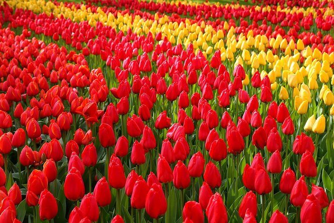 Private Half-Day Trip From Amsterdam to The Tulip Fields in Keukenhof - Introduction