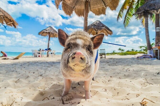 Private Half Day Trip to Pig Island and Koh Tan by Long Tail Boat - Summary: Why Choose This Tour?