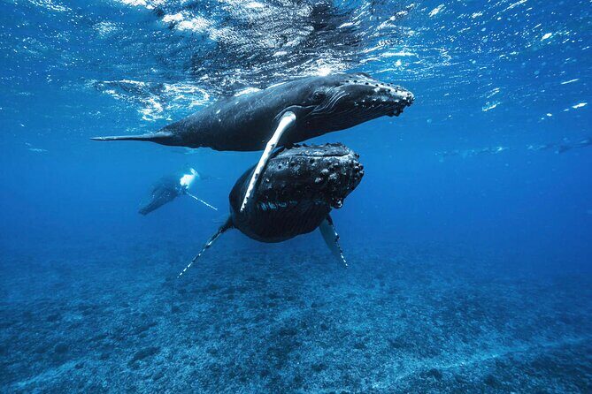 Private Half Day Whale Watching Tour - What Makes the Price Worth Considering?