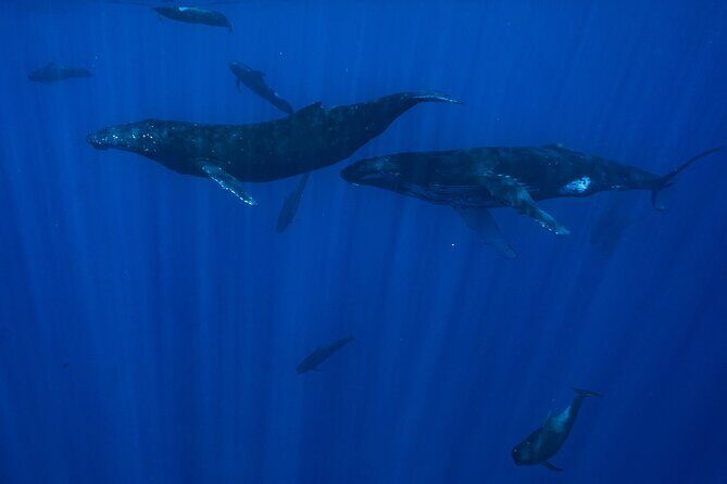 Private Half Day Whale Watching Tour - Summary