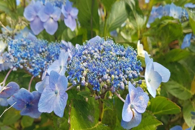 Private Halfday Flower Palheiro Gardens Tour - What to Expect in Terms of Weather and Preparation