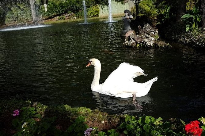 Private Halfday Madeira Garden Tour - Traveler Testimonials