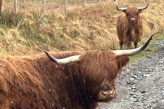 Private Harry Potter, Glenfinnan Viaduct, Highland Edinburgh Tour - Memorable Encounters With Highland Cows
