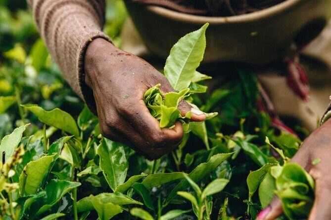 Private Heritage Tea Trail for Aroma and Taste with Tradition - FAQ