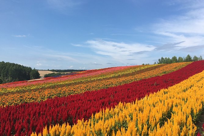 Private Hiace & Simple English Driver in Hokkaido(Sapporo Otaru Toya Furano) - Accessibility and Transportation