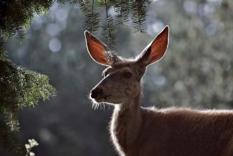 Private Highlight's Tour of Yellowstone National Park - Who Should Book This Tour?