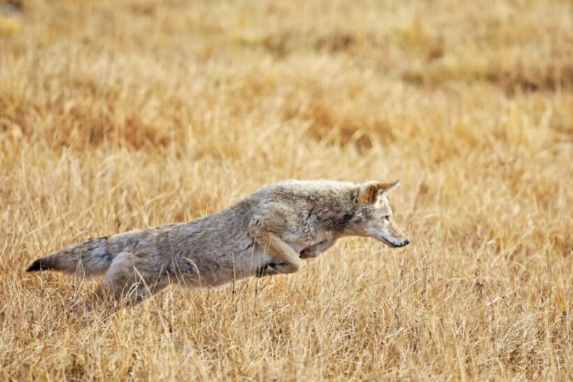 Private Highlight's Tour of Yellowstone National Park - The Sum Up