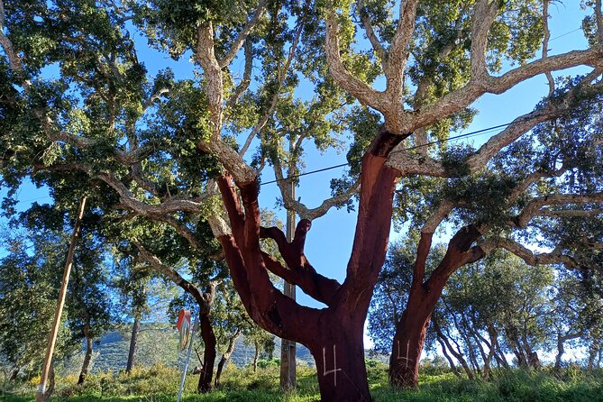 Private Hiking Adventure at Arrábida Mountain - Frequently Asked Questions