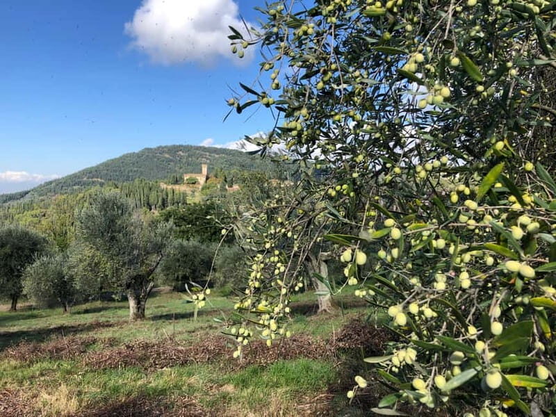 Private Hiking Florence Tour with Wine and Lunch or semi-pri - Visiting a Genuine Tuscan Farm