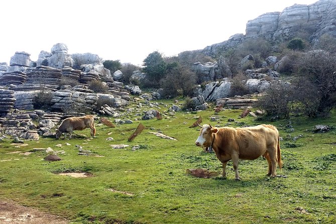 Private hiking in El Torcal from Marbella or Malaga - Diving into the Experience: What to Expect