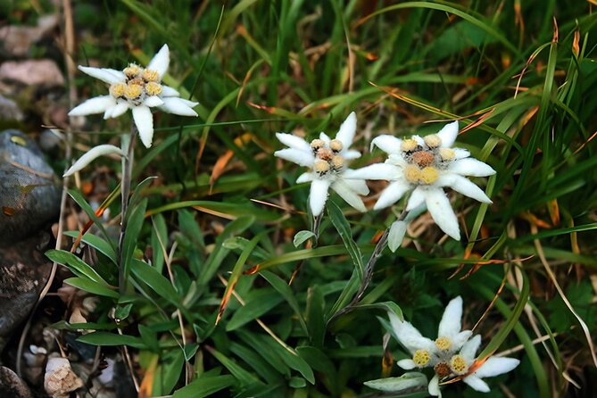 Private Hiking to Bucegi Natural Park from Brasov - The Sum Up