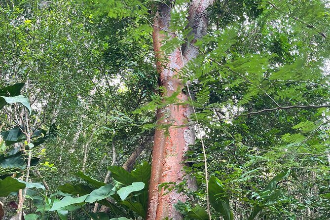 Private Hiking Tour in British Virgin Island with the Best 360 View - The Value Proposition