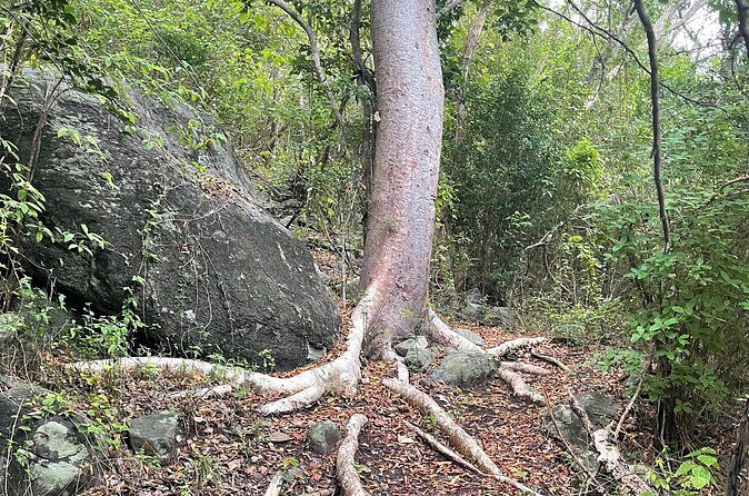Private Hiking Tour in British Virgin Island with the Best 360 View - Who Should Consider This Tour