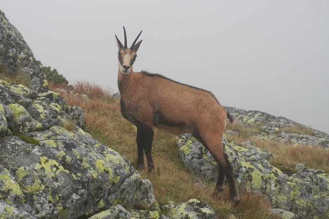Private Hiking Tour Visit to Slovakia With Licensed Guide - Meeting and Pickup