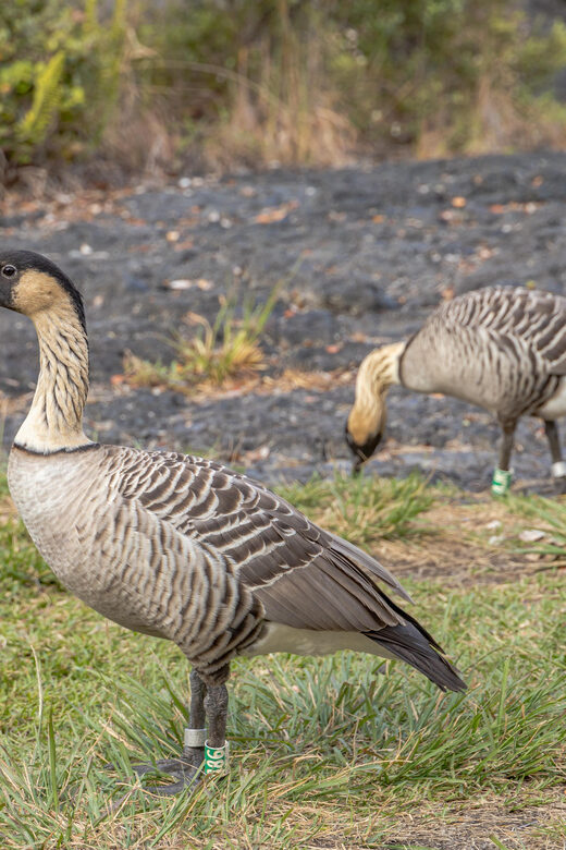 Private Hilo Cruise Special - Waterfalls and Volcanoes - FAQ