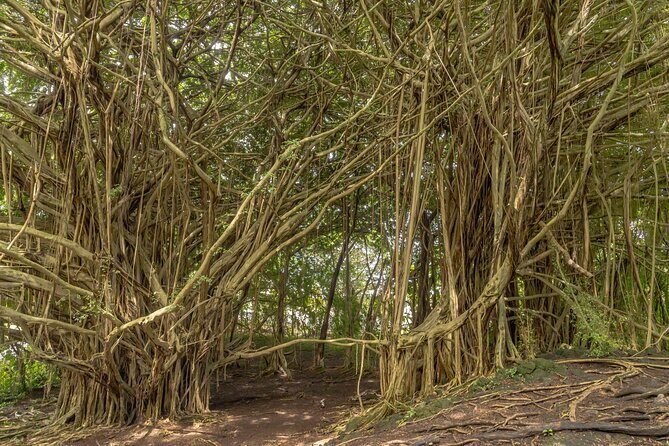 Private Hilo Shore Excursion - Volcanoes, Waterfalls, & Beaches - Final Thoughts: Who Should Consider This Tour?