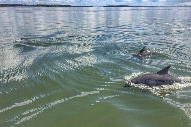 Private Hilton Head Dolphin Tour - FAQ