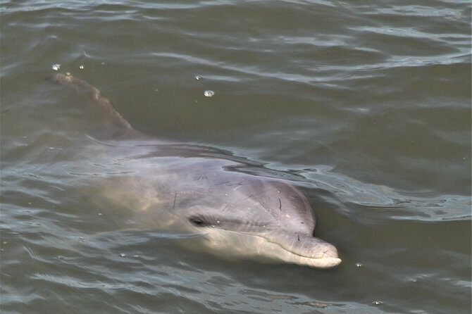 Private Hilton Head Sunset Dolphin Tour - FAQ