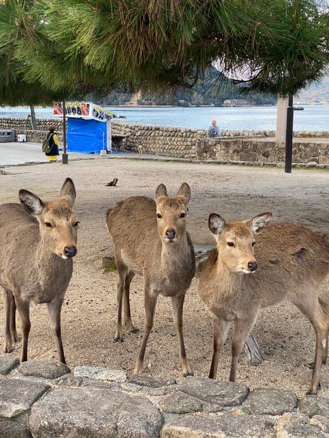 Private Hiroshima and Miyajima Tour With Licensed Guide - Key Points
