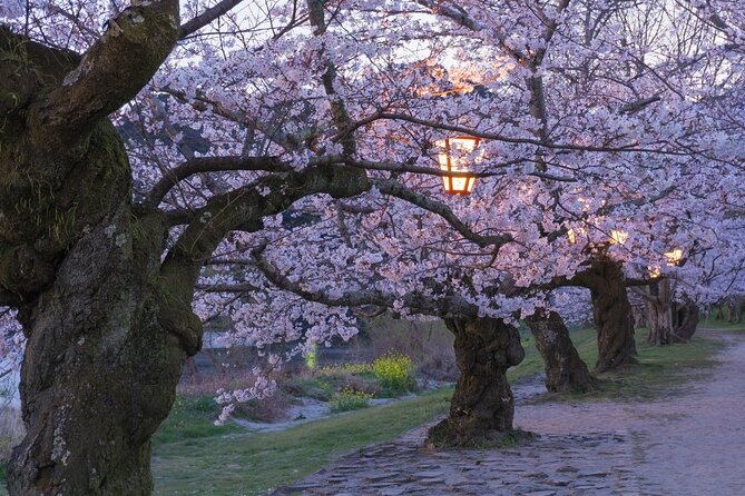 Private Hiroshima Cherry Blossom and Sakura Experience - Reviews and Host Responsiveness