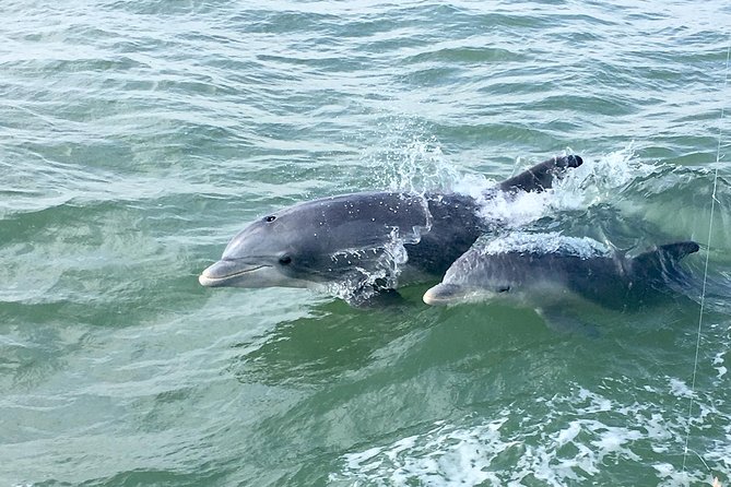 Private Historical Wildlife and Dolphin Cruise South Padre Island - The Itinerary – What You Can Expect