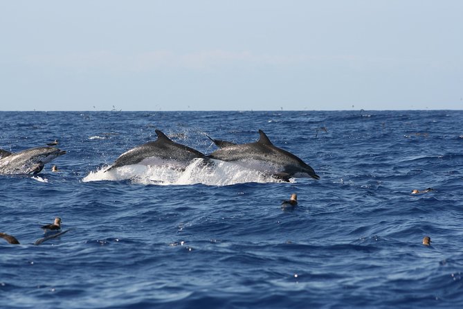 Private Historical Wildlife and Dolphin Cruise South Padre Island - Practical Tips for Your Trip
