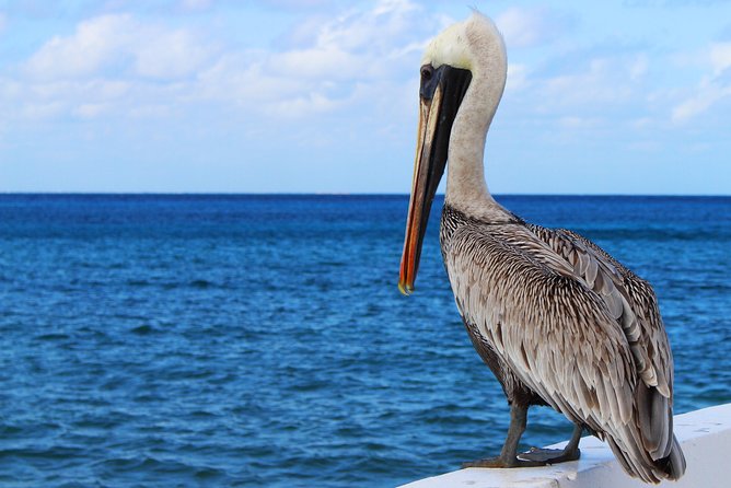 Private Historical Wildlife and Dolphin Cruise South Padre Island - The Cost and Its Value