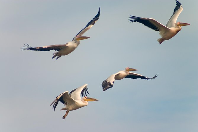 Private Historical Wildlife and Dolphin Cruise South Padre Island - Who Will Enjoy This Tour?