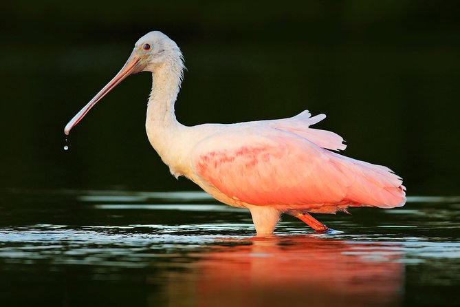 Private Historical Wildlife and Dolphin Cruise South Padre Island - FAQs