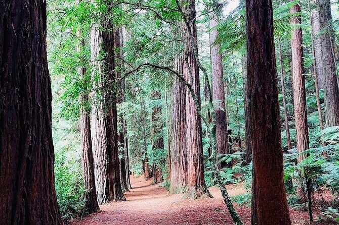 Private Hobbiton & Blue springs & Redwood forest from Auckland - Final Thoughts on Value and Experience
