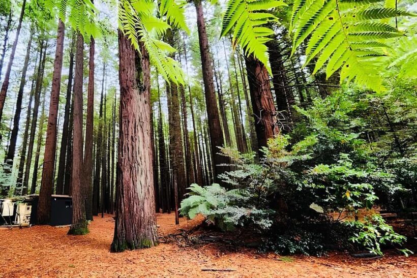 Private Hobbiton & BlueSprings & Redwood forest fromAuckland - Key Points