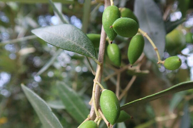 Private Home-Made Pasta Cooking Class in Pisa. - FAQ