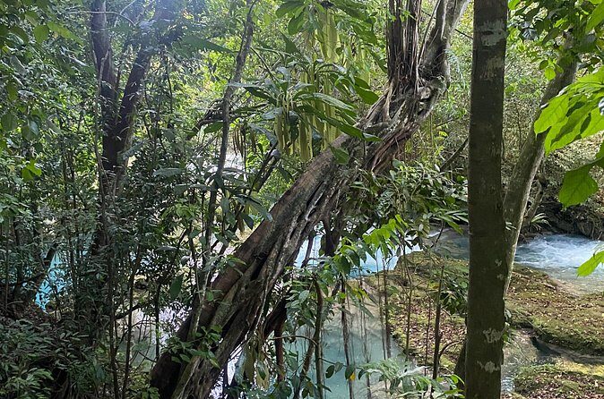 Private Horse Back Riding and Blue hole from Montegobay - FAQ