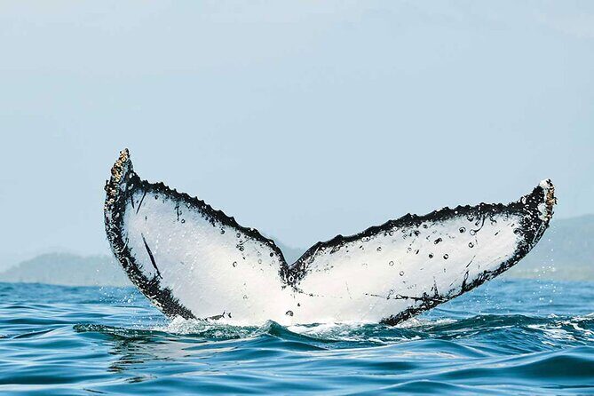 Private Huatulco Whale & Dolphin Adventures - The Cost and What You’re Getting