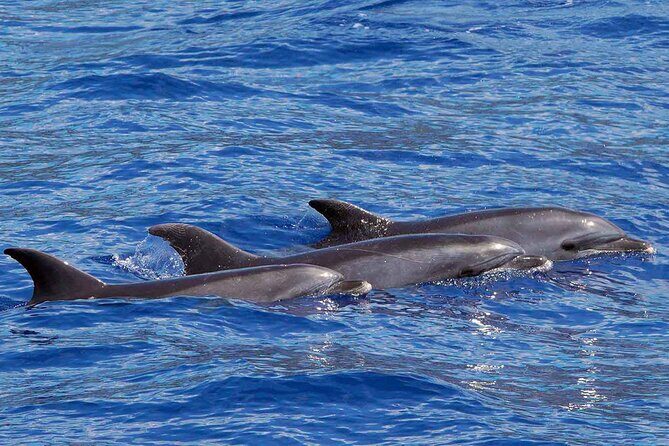 Private Huatulco Whale & Dolphin Adventures - Authentic Insights from Past Participants