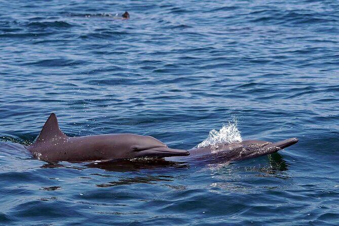 Private Huatulco Whale & Dolphin Adventures - Who Will Love This Tour?